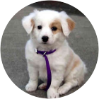 Jake Kushner, MD (Test 2) (New York) - Book Appointment Online!